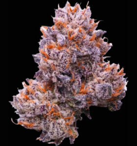 G7 Genetics | Pioneering Premium Cannabis Strains Since 2009